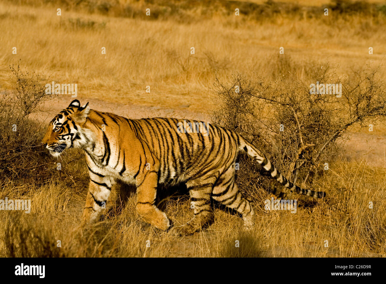 Tiger moving on the dry grasses of the dry deciduous forest of ...