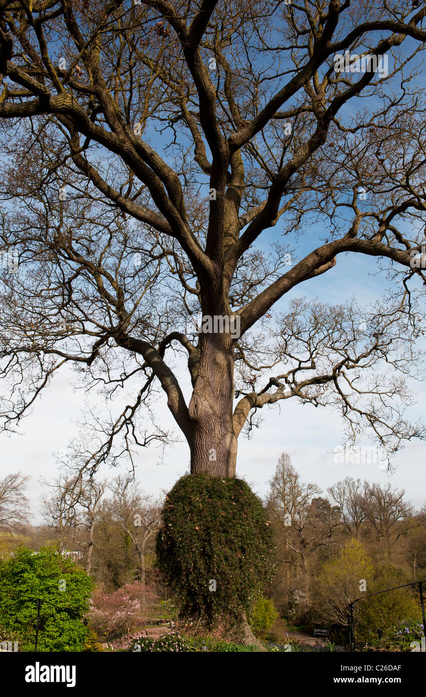Quercus. Spring Oak tree at RHS Wisley, England Stock Photo - Alamy