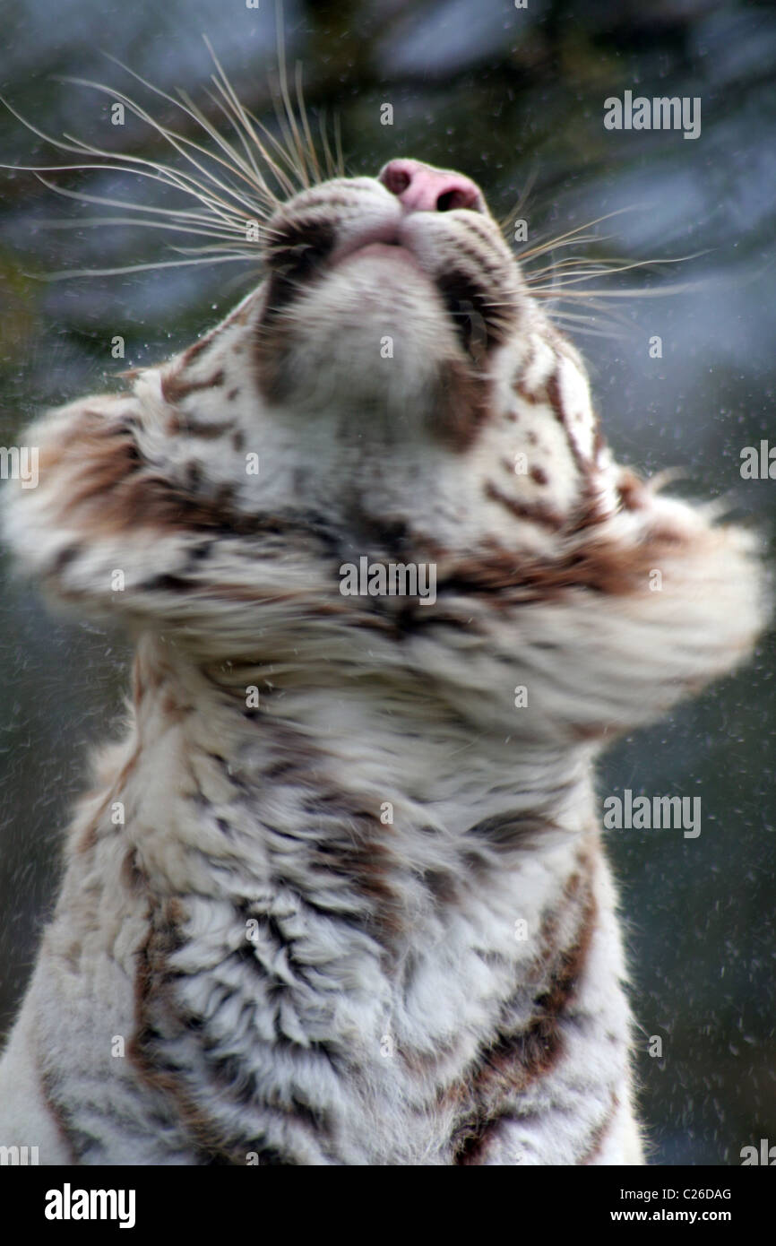Male White Bengal Tiger (Panthera tigris) shaking its mane Stock Photo ...