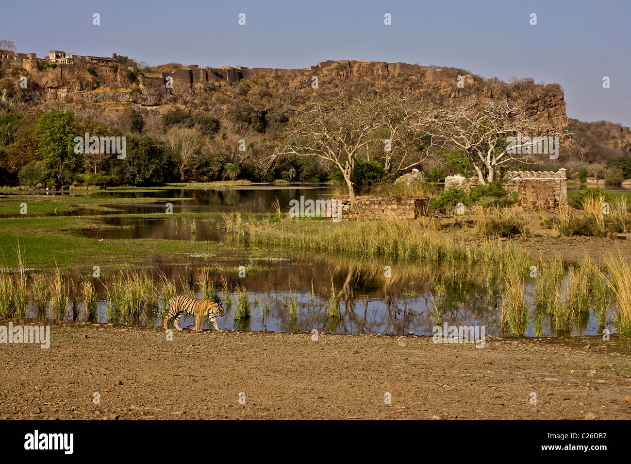 Tiger on the lake shore in Ranthambore tiger reserve with the ...