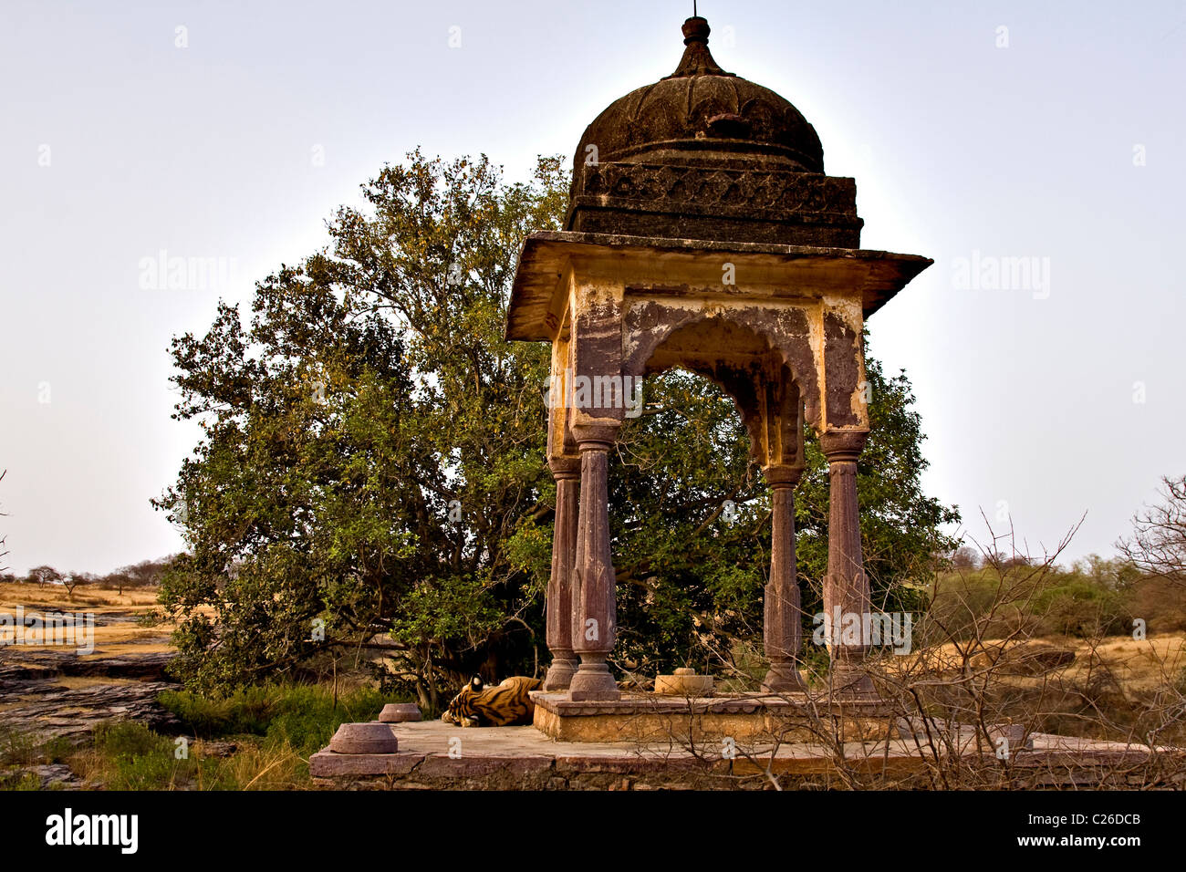 Tiger sitting in a chattri or palace in Ranthambore tiger reserve Stock ...