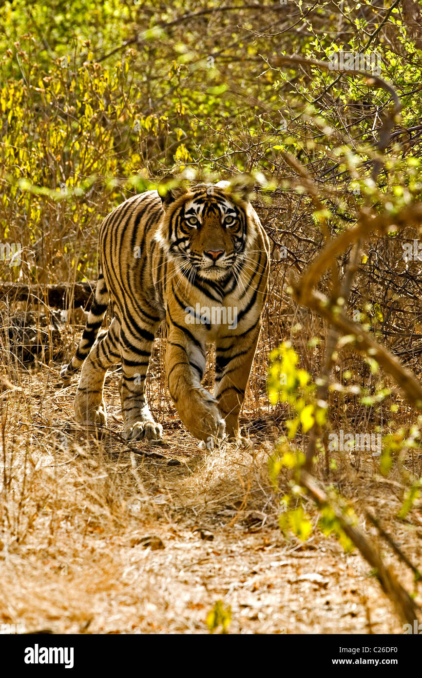 Tiger stalking head wild hunt predator hi-res stock photography and ...
