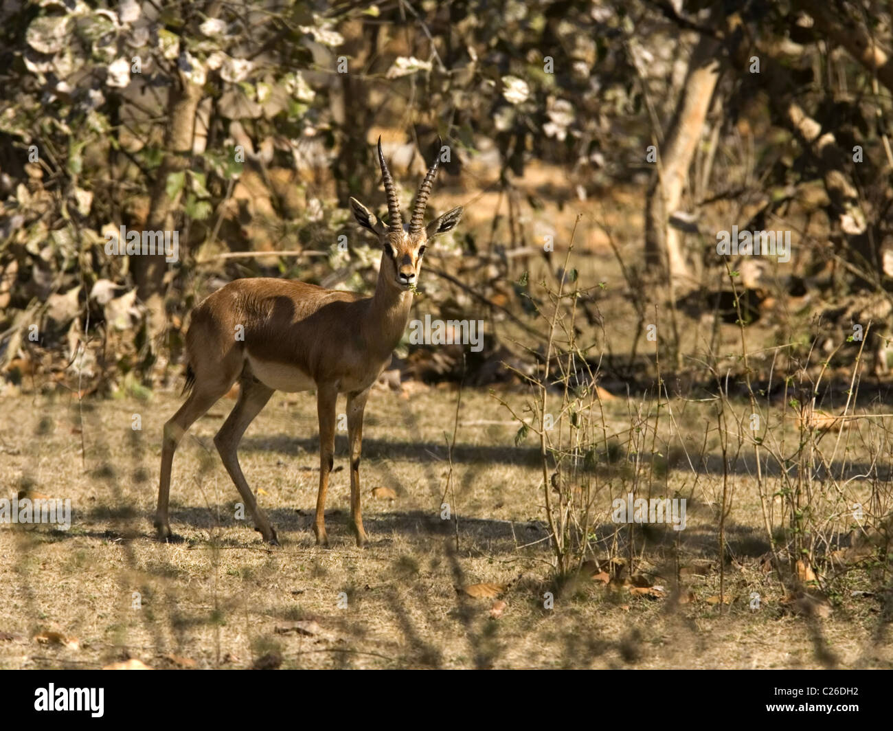 Chinkara, Indian gazelle Stock Photo - Alamy