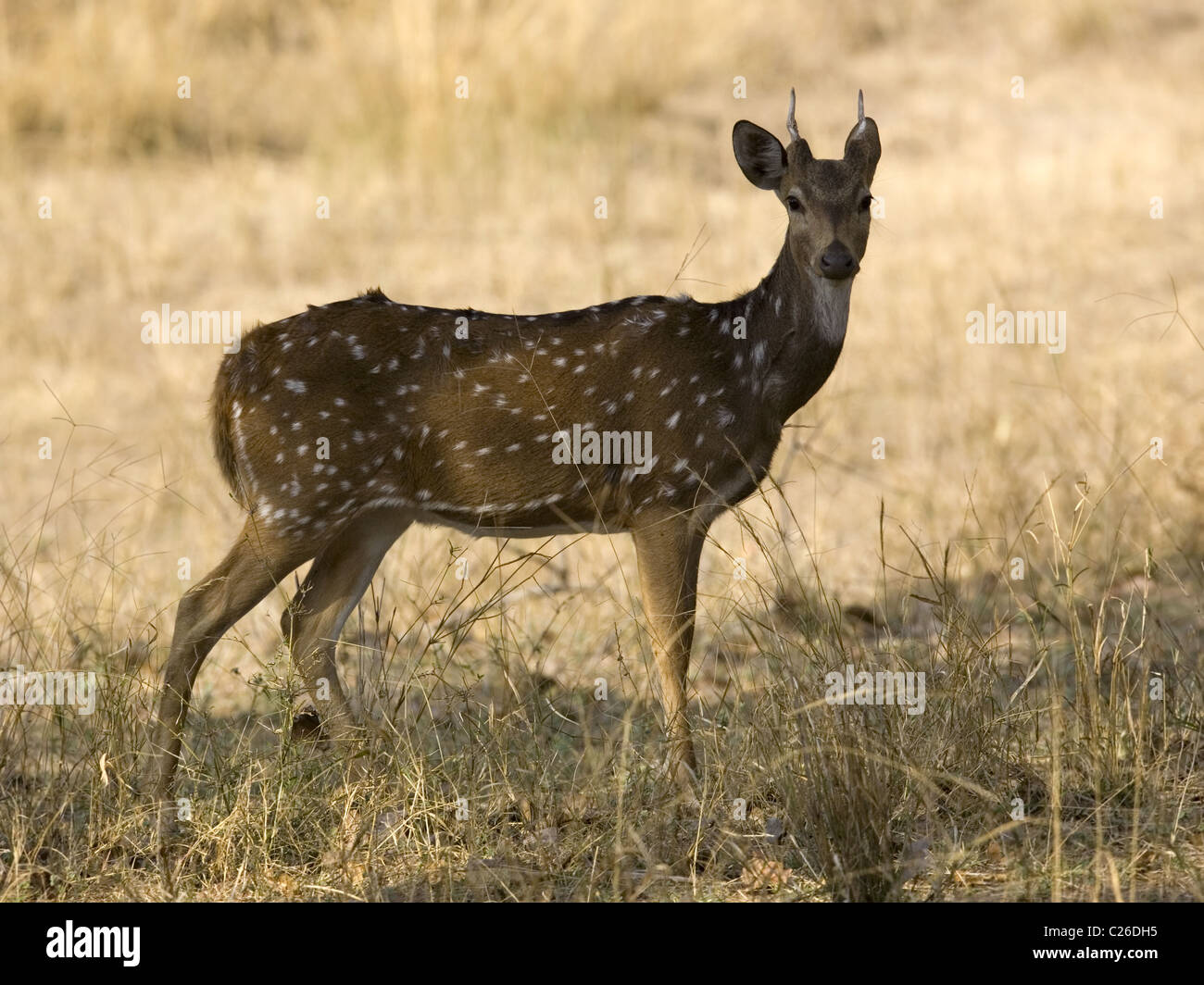 Chital spotted deer, Bandhavgarh India Stock Photo - Alamy