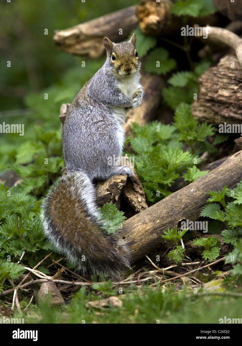 Grey squirrel in nature hi-res stock photography and images - Alamy