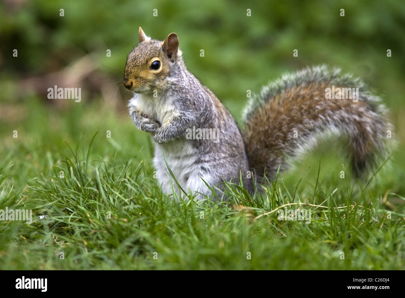 Grey squirrel in nature hi-res stock photography and images - Alamy