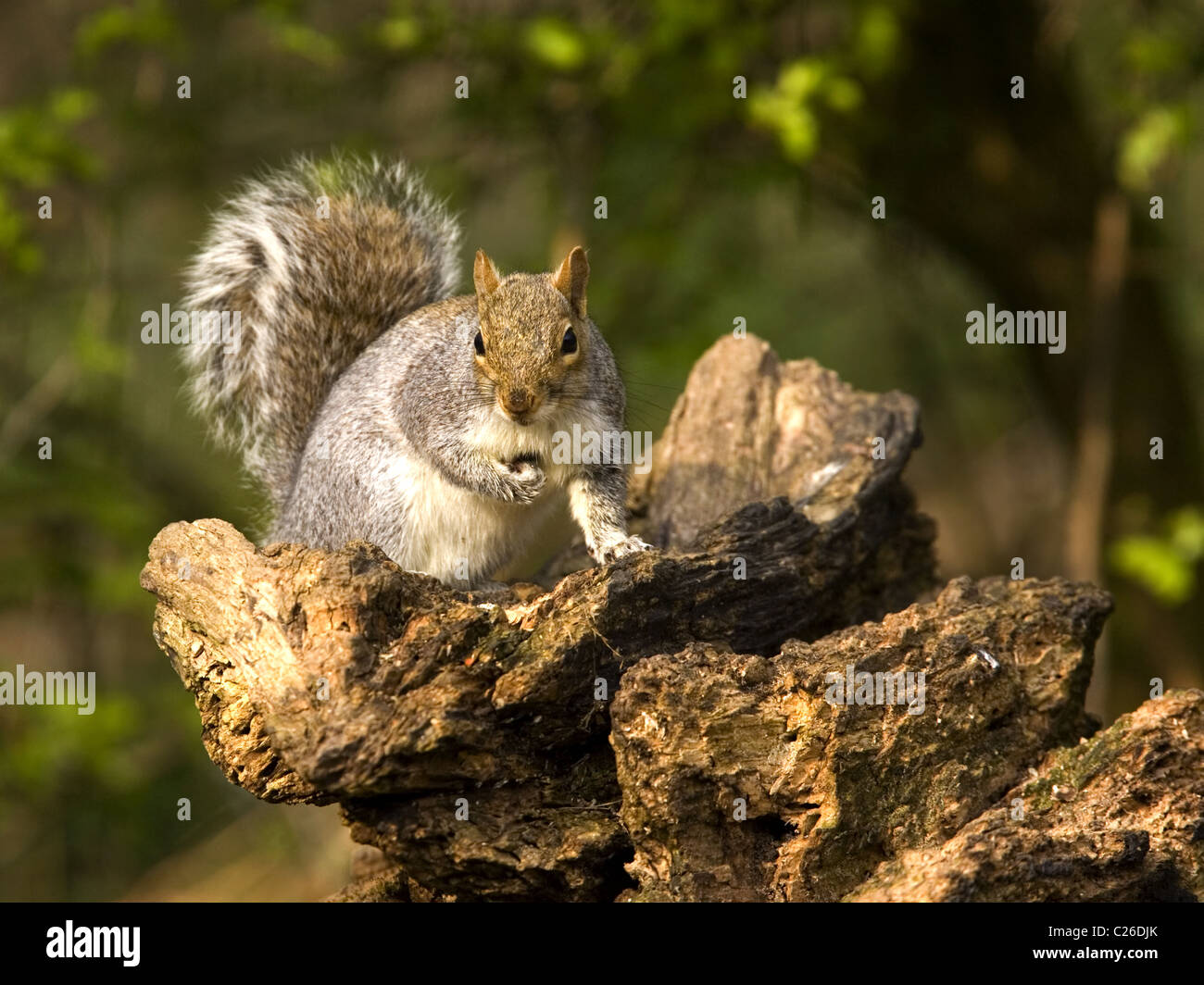 Tail raised squirrel hi-res stock photography and images - Alamy