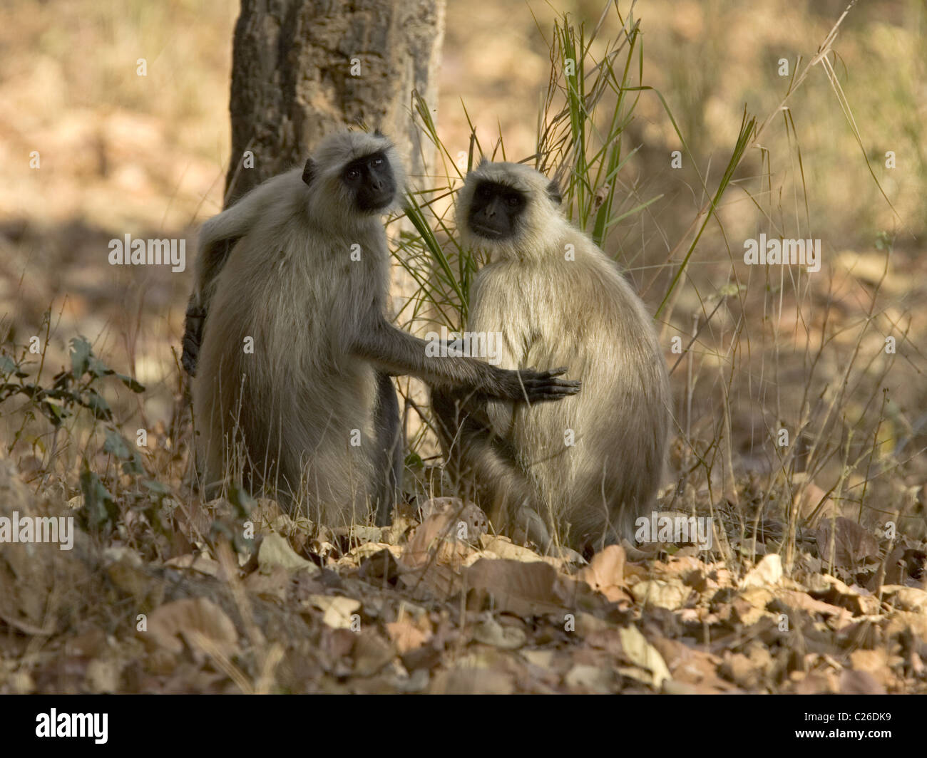 Northern plains hi-res stock photography and images - Alamy