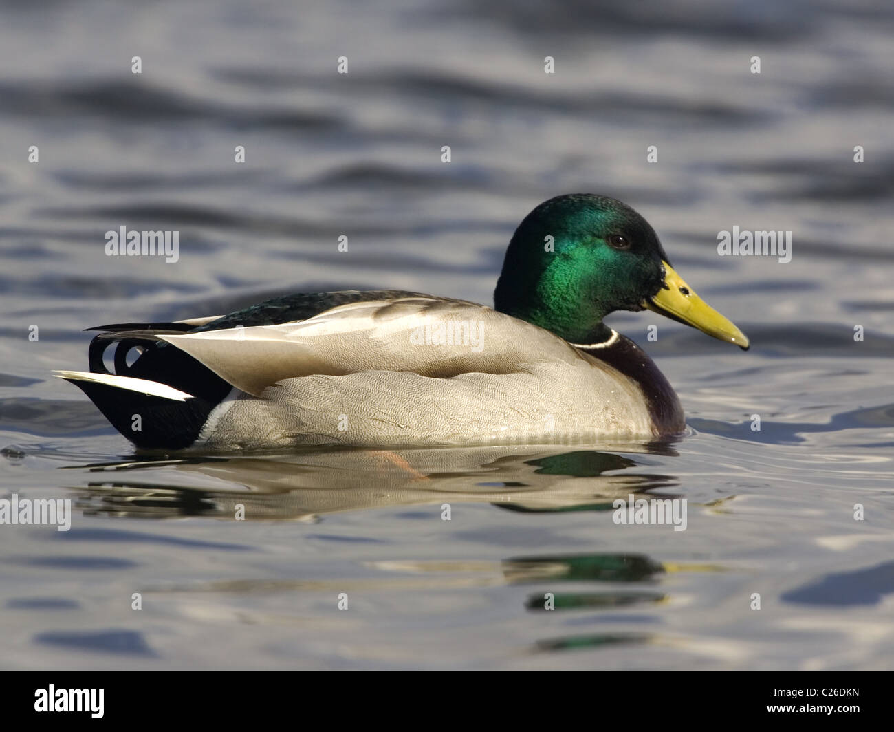Mallard drake uk hi-res stock photography and images - Alamy