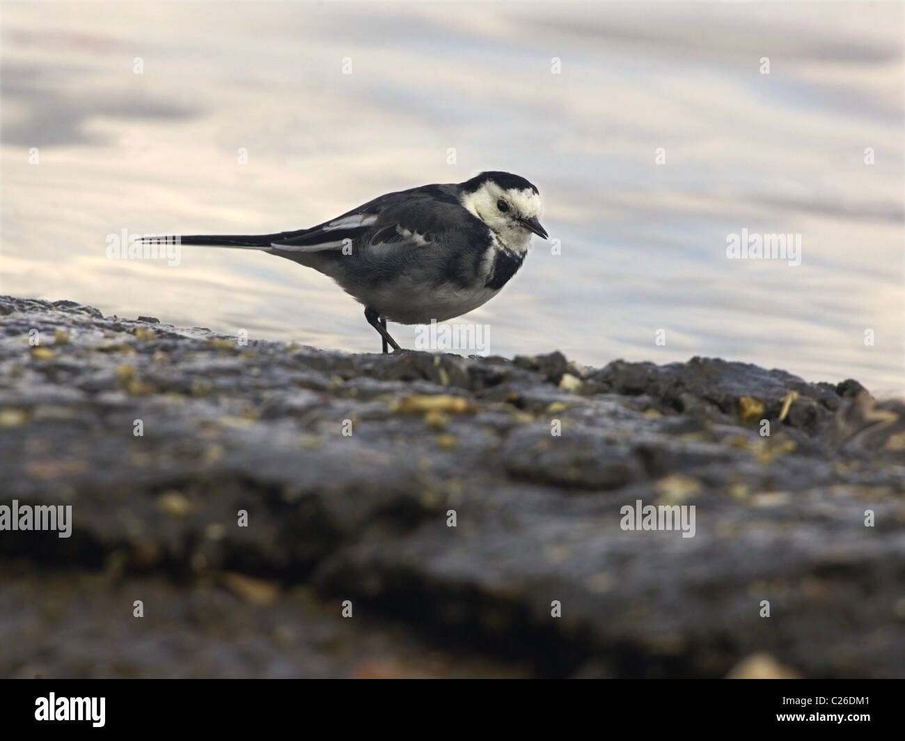 Pied wagtail hi-res stock photography and images - Alamy