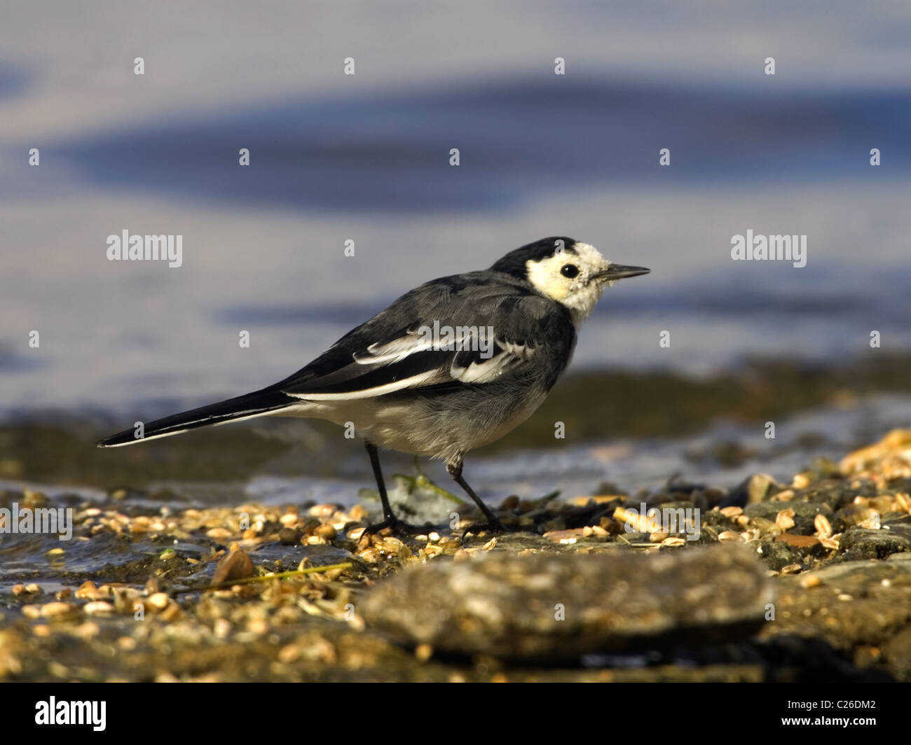Pied wagtail hi-res stock photography and images - Alamy