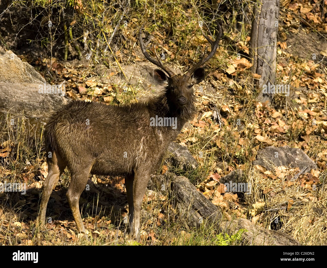 Sambar male, stag, Bandhavgarh, India Stock Photo - Alamy