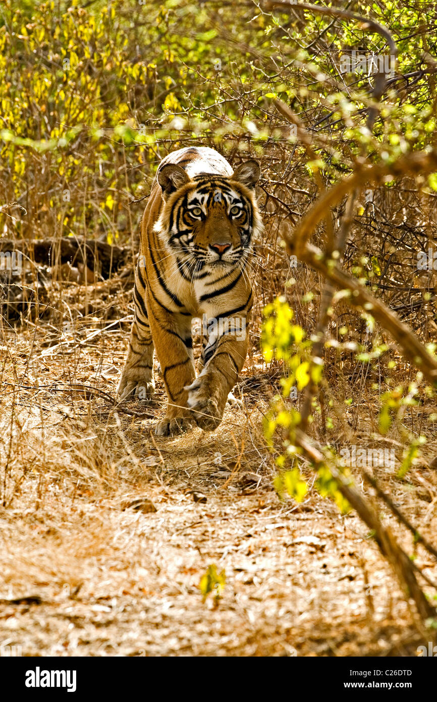 Tiger stalking head wild hunt predator hi-res stock photography and ...