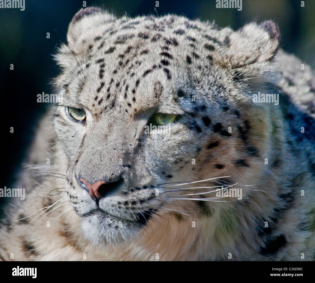 Snow Leopard (uncia uncia) Indeever, Marwell Wildlife, UK Stock Photo ...