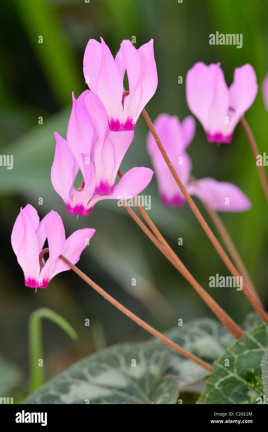 Cyclamen persicum Persian Violets, Israel Spring Stock Photo - Alamy