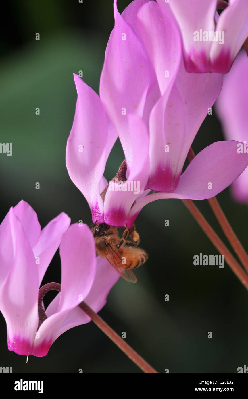 Cyclamen persicum Persian Violets, Israel Spring Stock Photo - Alamy