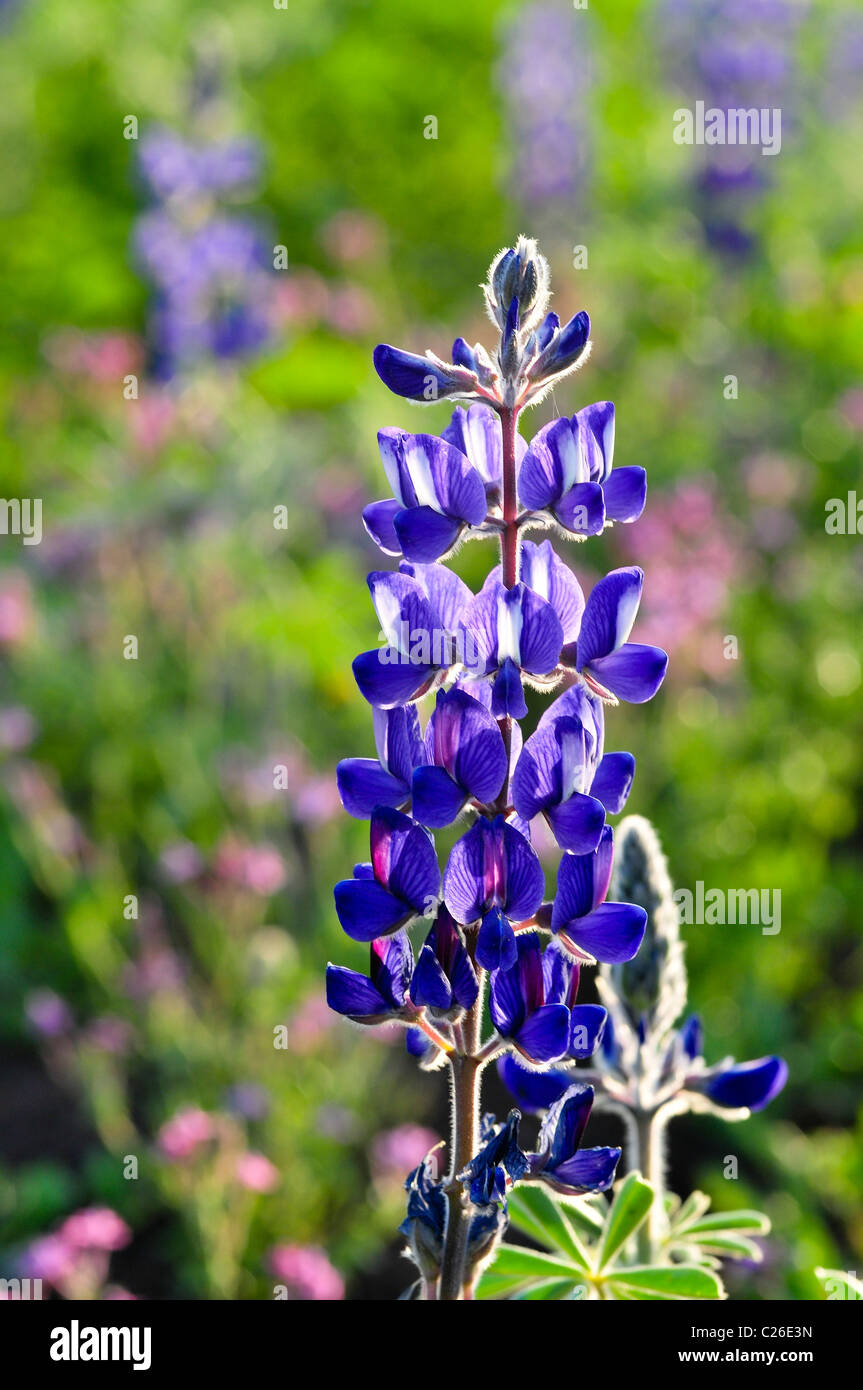 Blue lupin - Lupinus pilosus, Photographed in Israel in March Stock ...