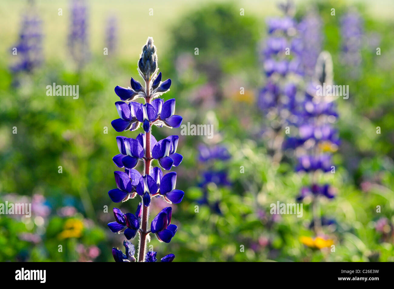 Blue lupin - Lupinus pilosus, Photographed in Israel in March Stock ...