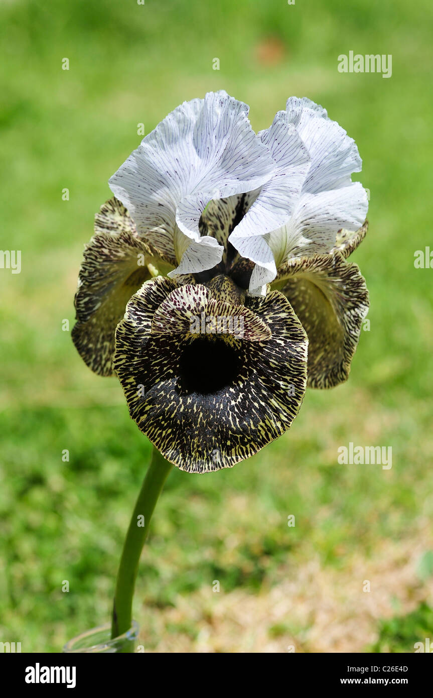 Nazareth Iris (Iris bismarckiana) Photographed at Mount Gilboa Israel ...