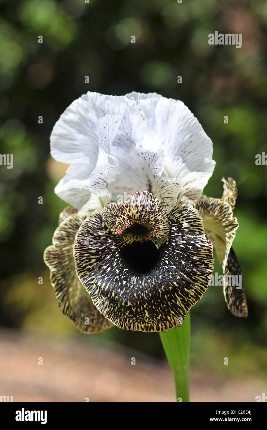 Nazareth Iris (Iris bismarckiana) Photographed at Mount Gilboa Israel ...