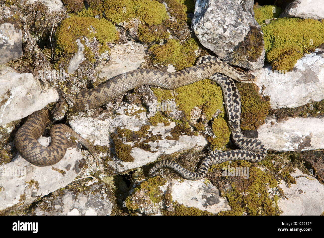 Adders mating on a drystone wall at Charterhouse (mendip Hills Stock ...
