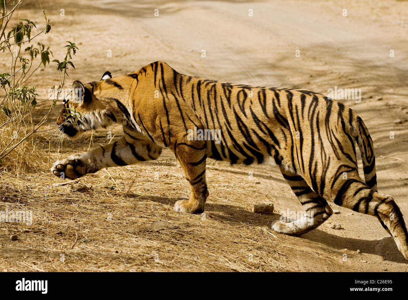 Tiger stalking on the dry grasses of the dry deciduous forest of ...