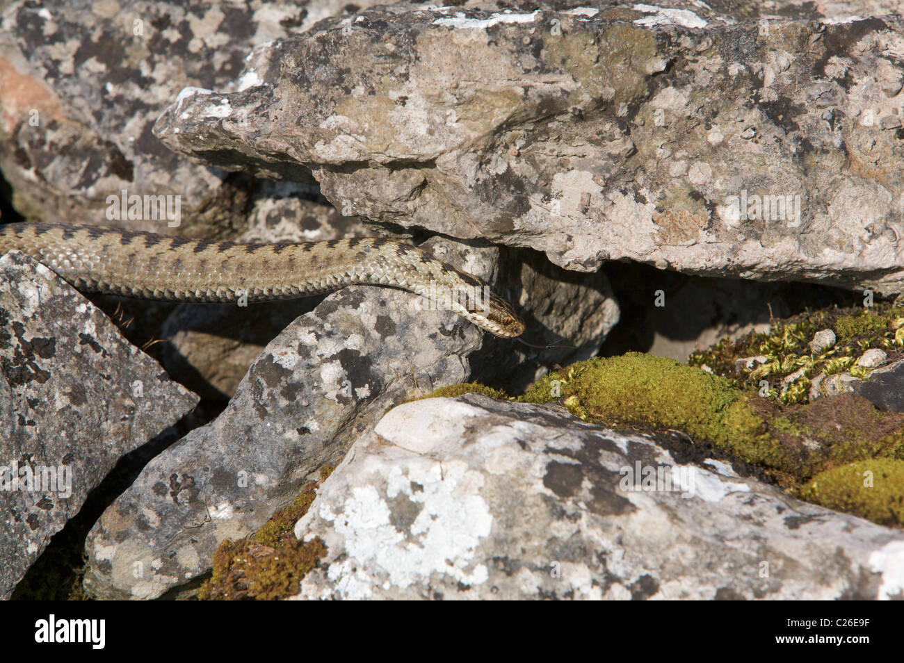Adders mating on a drystone wall at Charterhouse (mendip Hills Stock ...