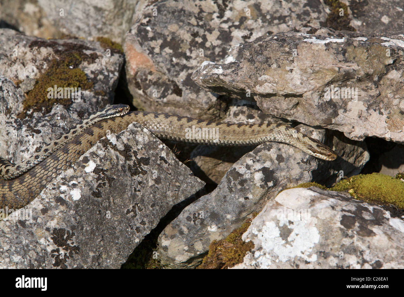Adders mating on a drystone wall at Charterhouse (mendip Hills Stock ...