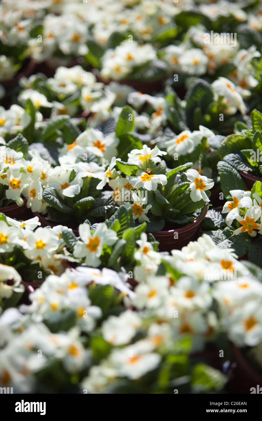 Primroses for sale hi-res stock photography and images - Alamy