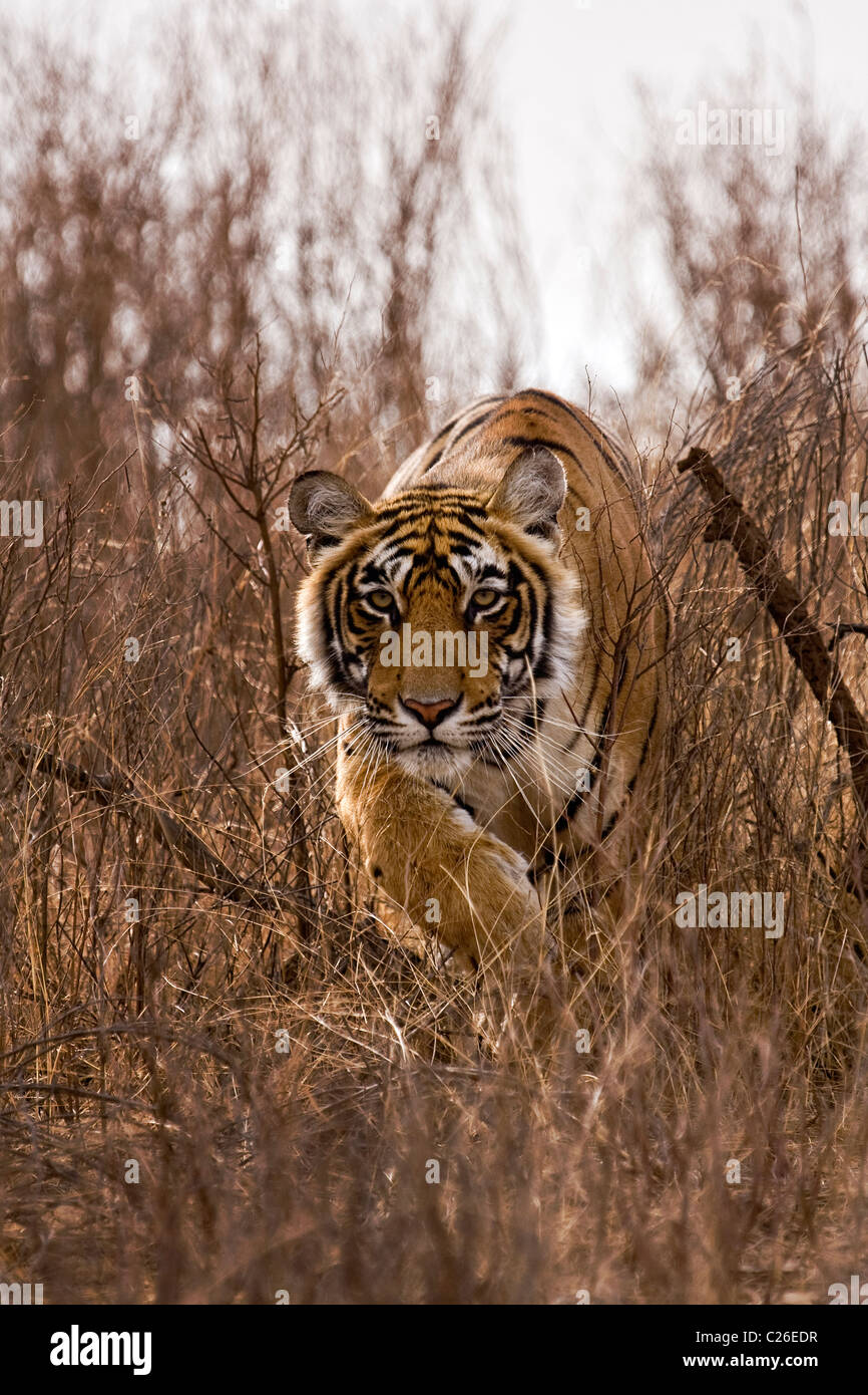 Alert tiger stalking head on in the dry grasses of the dry deciduous ...
