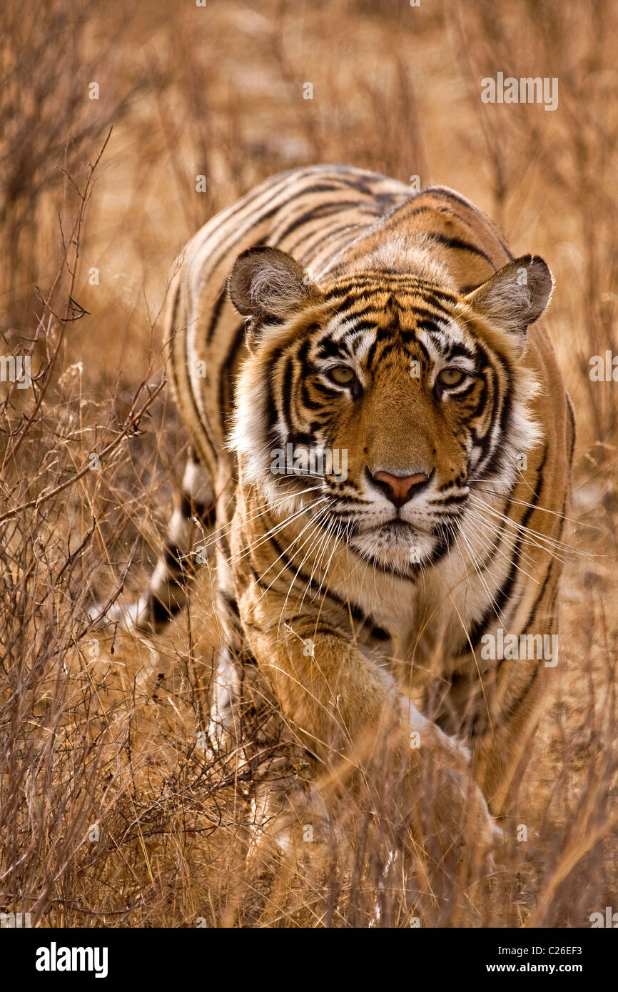 Alert tiger stalking head on in the dry grasses of the dry deciduous ...