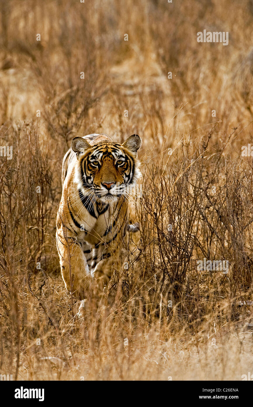 Tiger stalking head wild hunt predator hi-res stock photography and ...