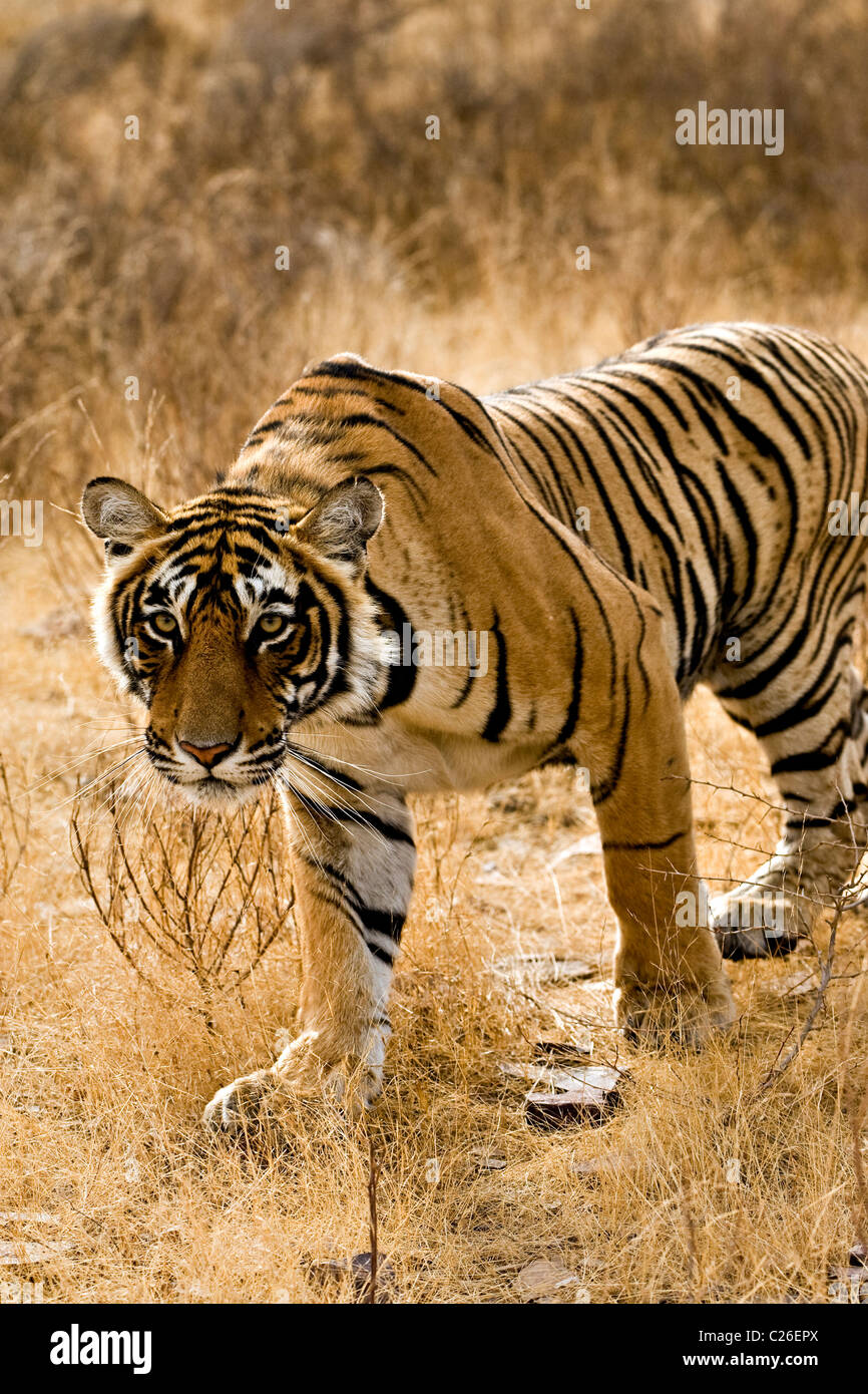 Tiger stalking head wild hunt predator hi-res stock photography and ...