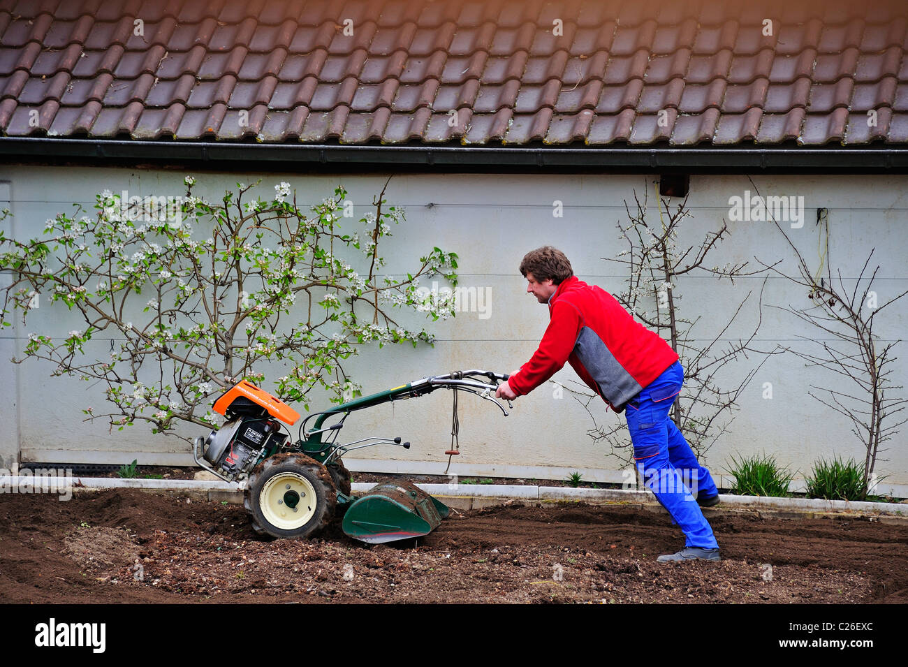 Preparing a vegetable bed with a mechanical tiller (Rotavator Stock ...