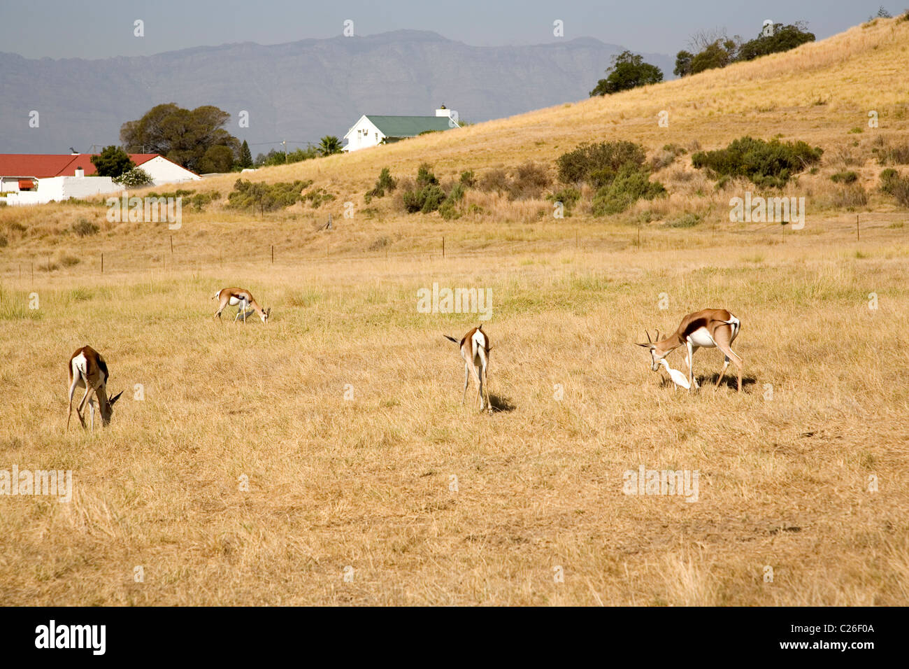 Springbok grazing in Riebeek Kasteel Stock Photo - Alamy