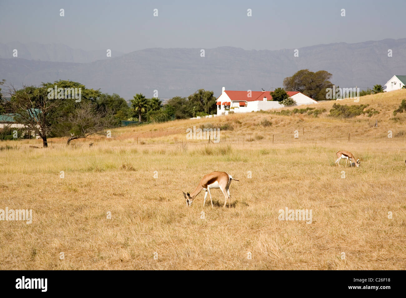 Springbok grazing in Riebeek Kasteel Stock Photo - Alamy
