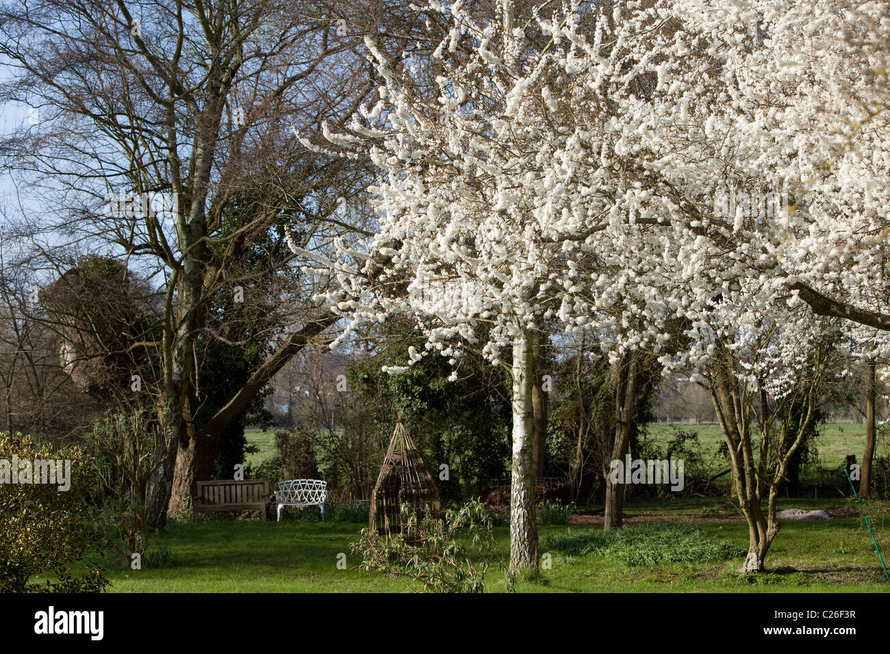 White Spring blossom Salisbury UK Stock Photo - Alamy
