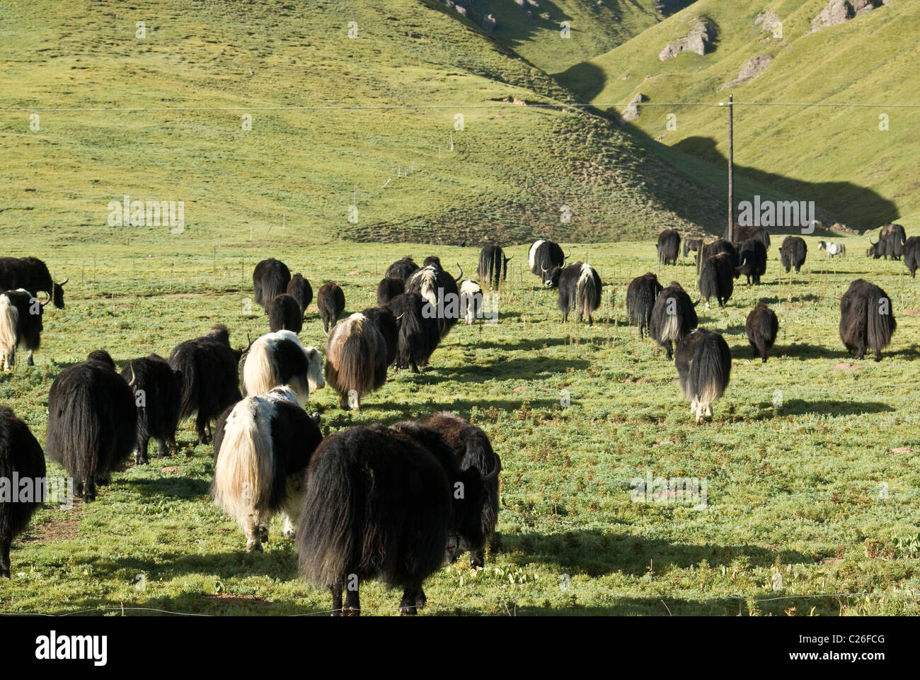 Yaks on Tibetan grassland Stock Photo - Alamy