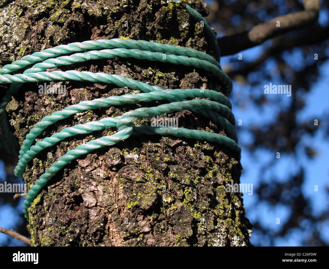 Trunk oak tied with ropes Stock Photo - Alamy