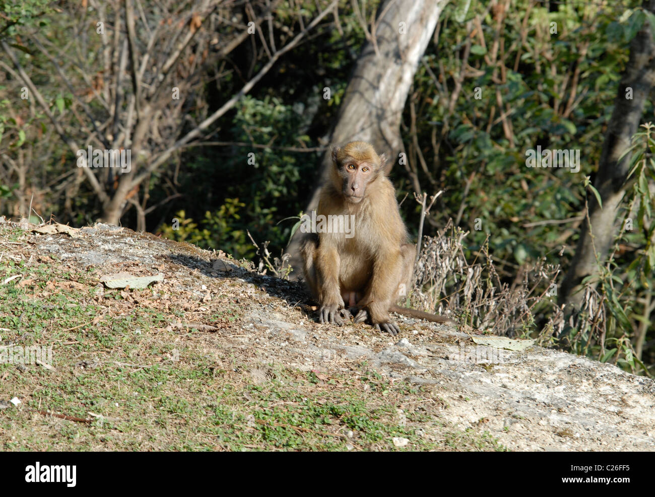 A "Brown Monkey" (Rhesus Macaque, Macaca mulatta), East Bhutan Stock ...
