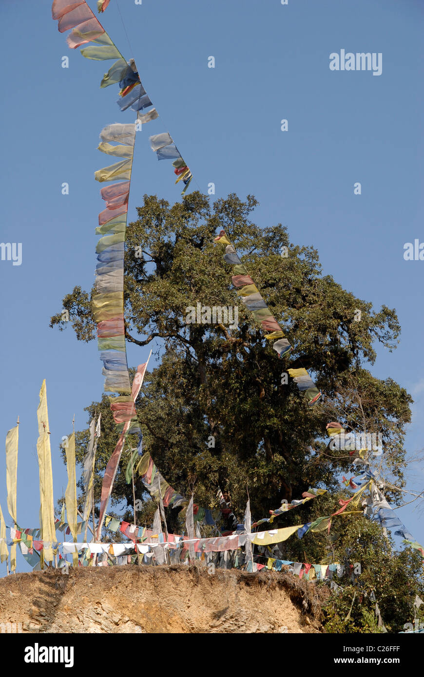 Prayer flags and a tree, Kori La Pass, East Bhutan Stock Photo - Alamy
