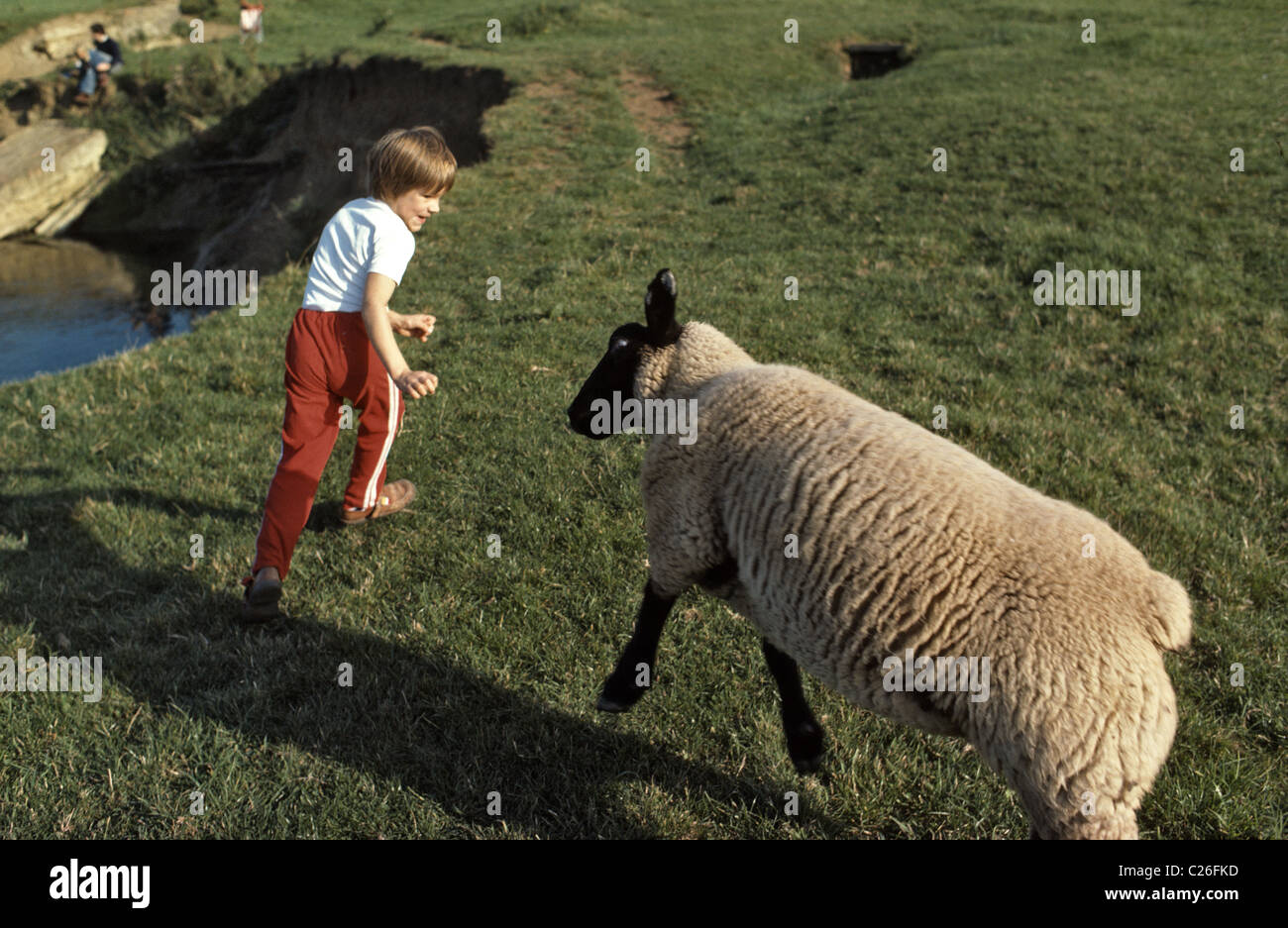 young boy being chased by a sheep Stock Photo - Alamy