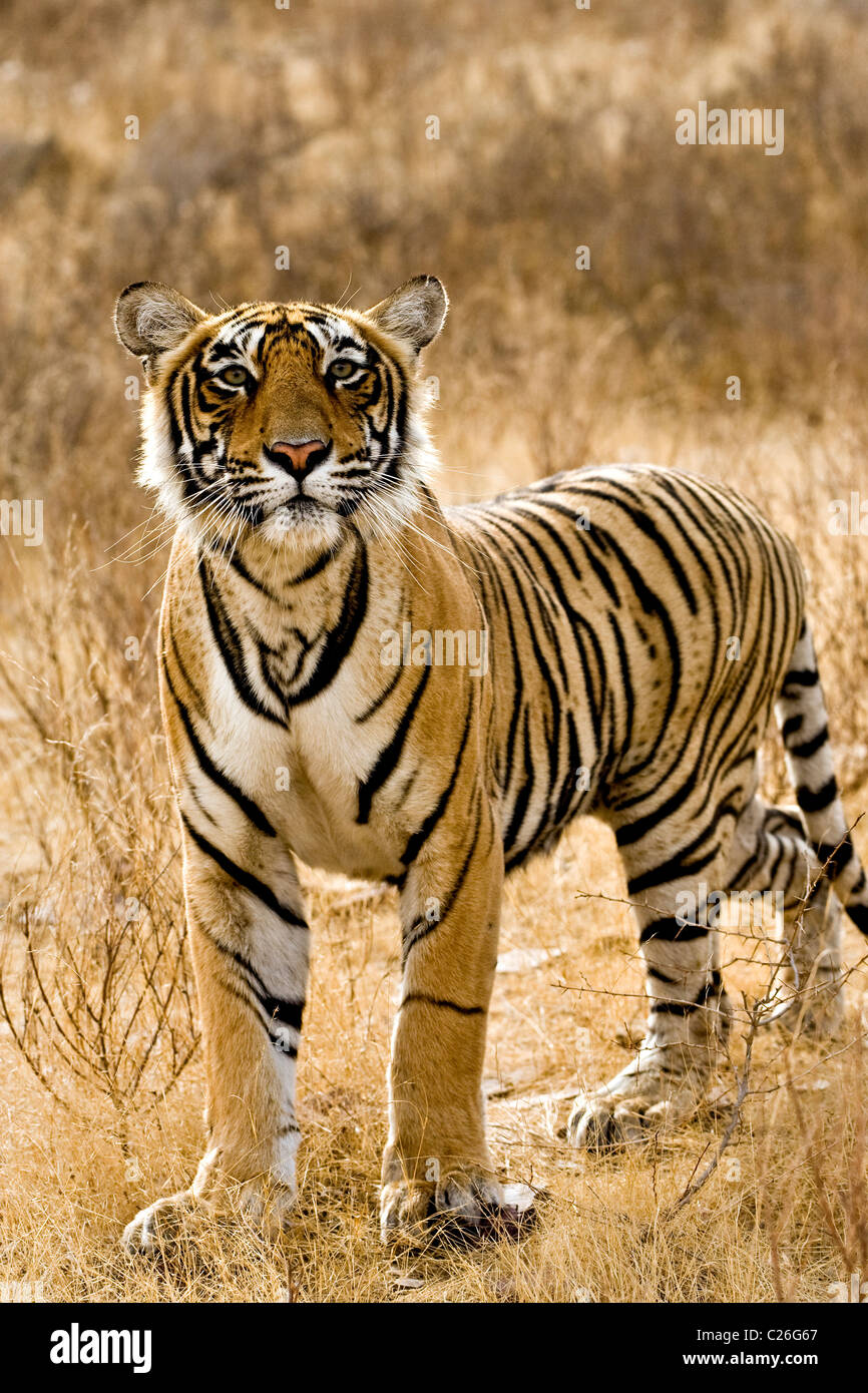 Alert tiger in the dry deciduous forest of Ranthambore tiger reserve ...