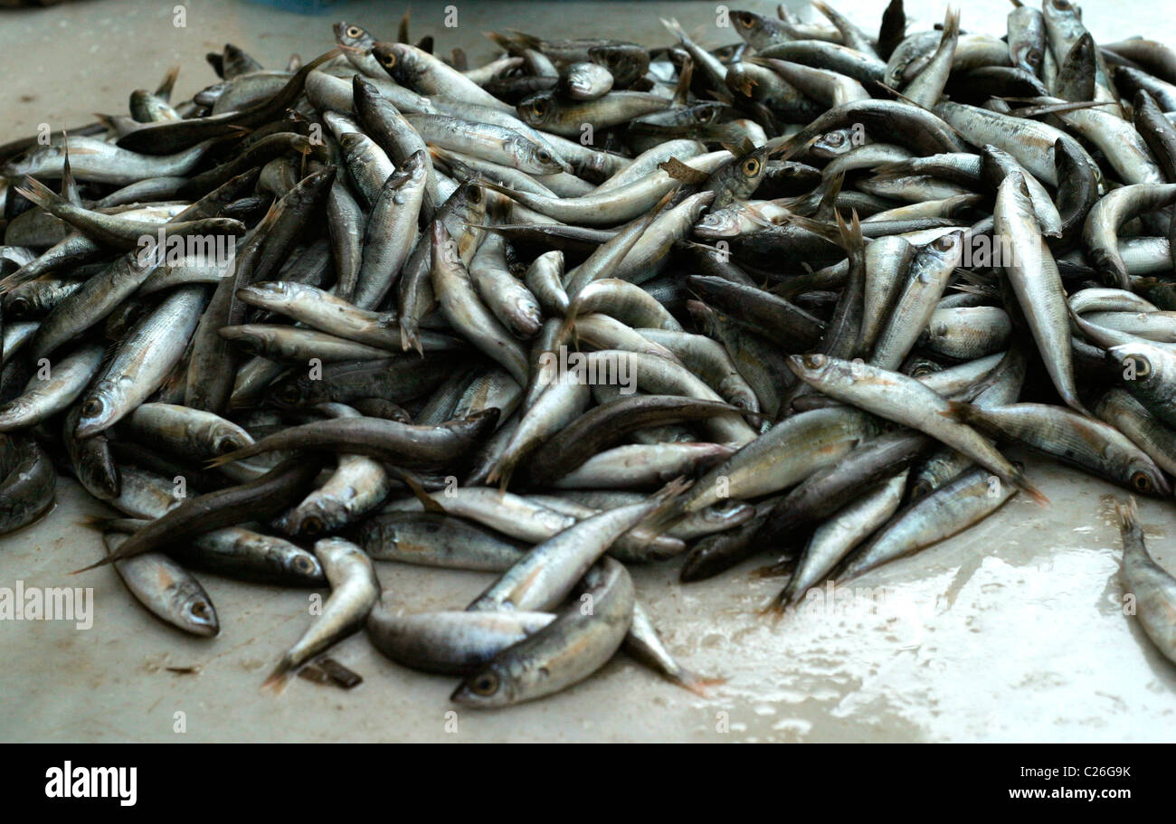 fresh fish for sale on paxos in the Greek islands Stock Photo - Alamy