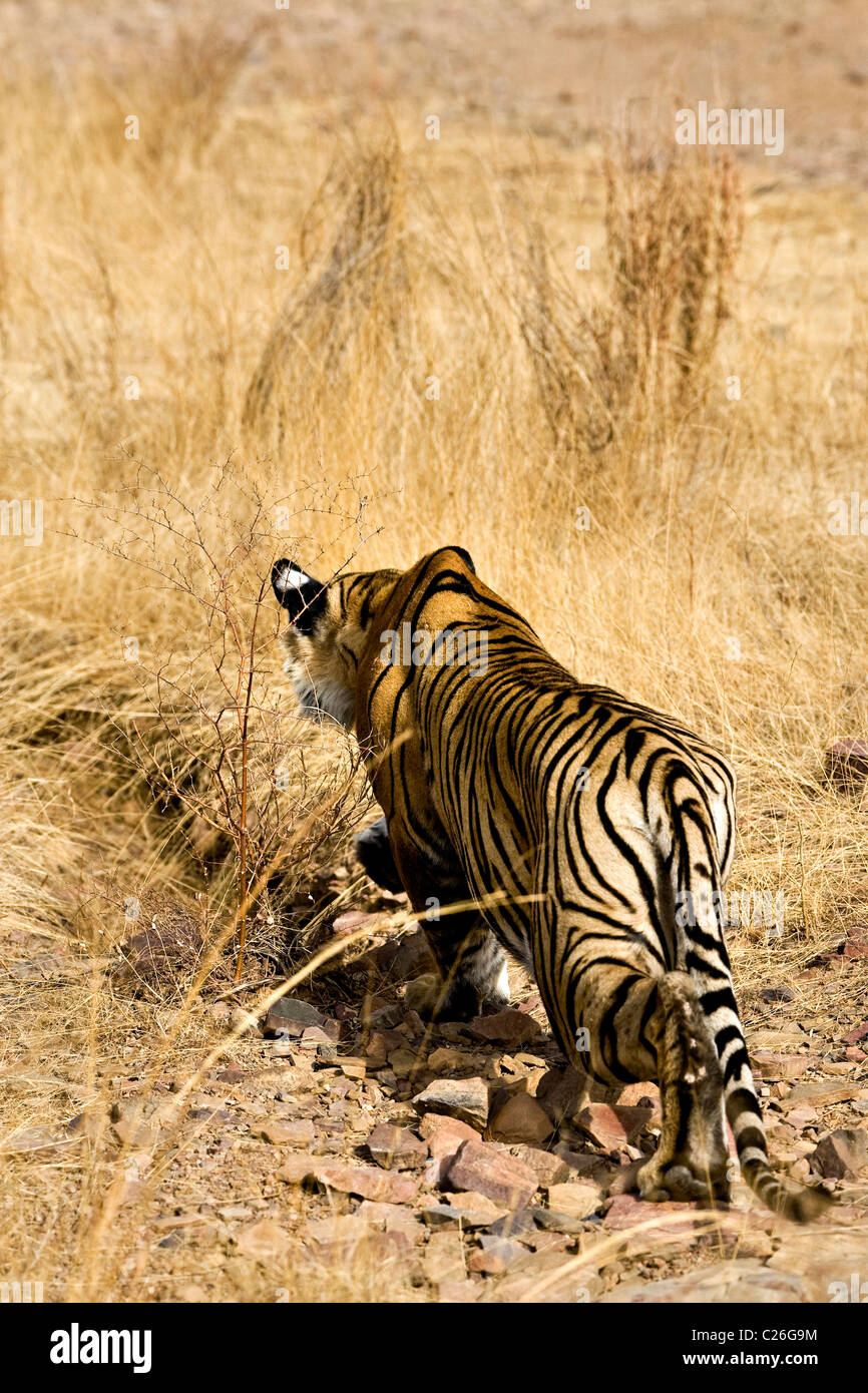 Alert tiger stalking away in the dry grasses of the dry deciduous ...