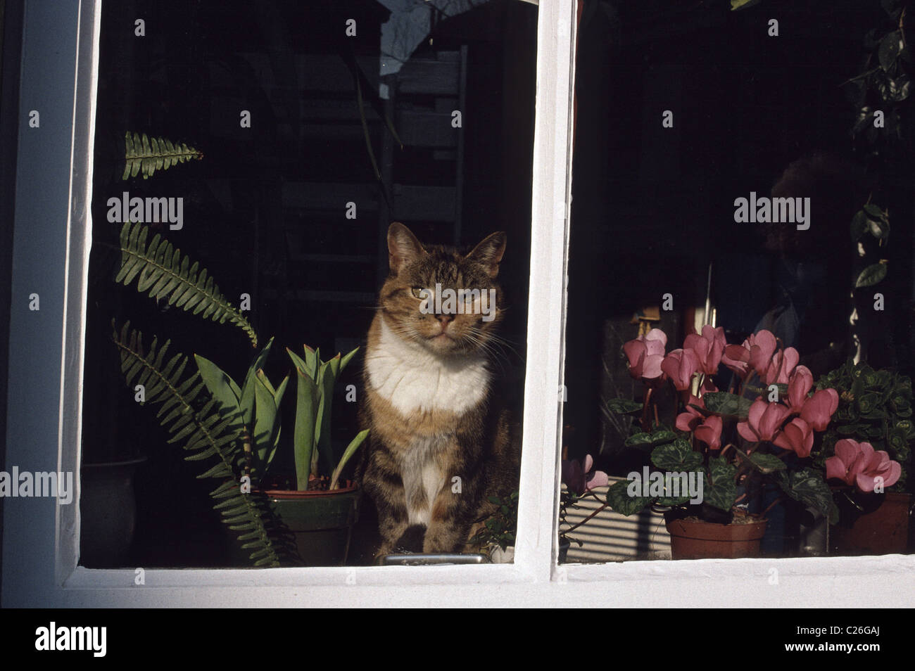 cat sitting in a window Stock Photo - Alamy