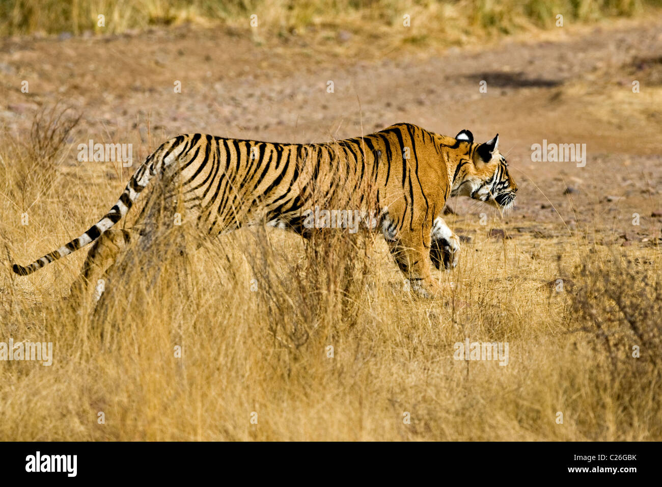 Tiger charge hi-res stock photography and images - Alamy