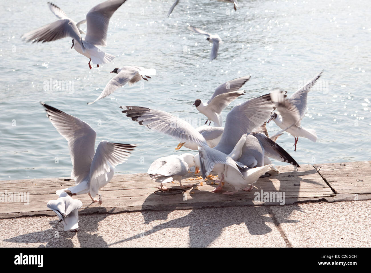 Seagulls squabbling over discarded chips at quayside Poole Dorset ...