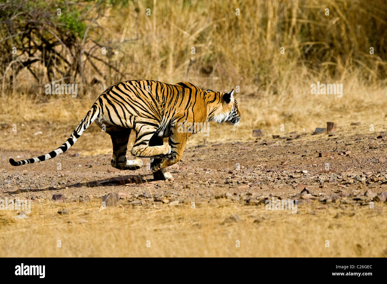 Tiger Charge Stock Photos & Tiger Charge Stock Images - Alamy