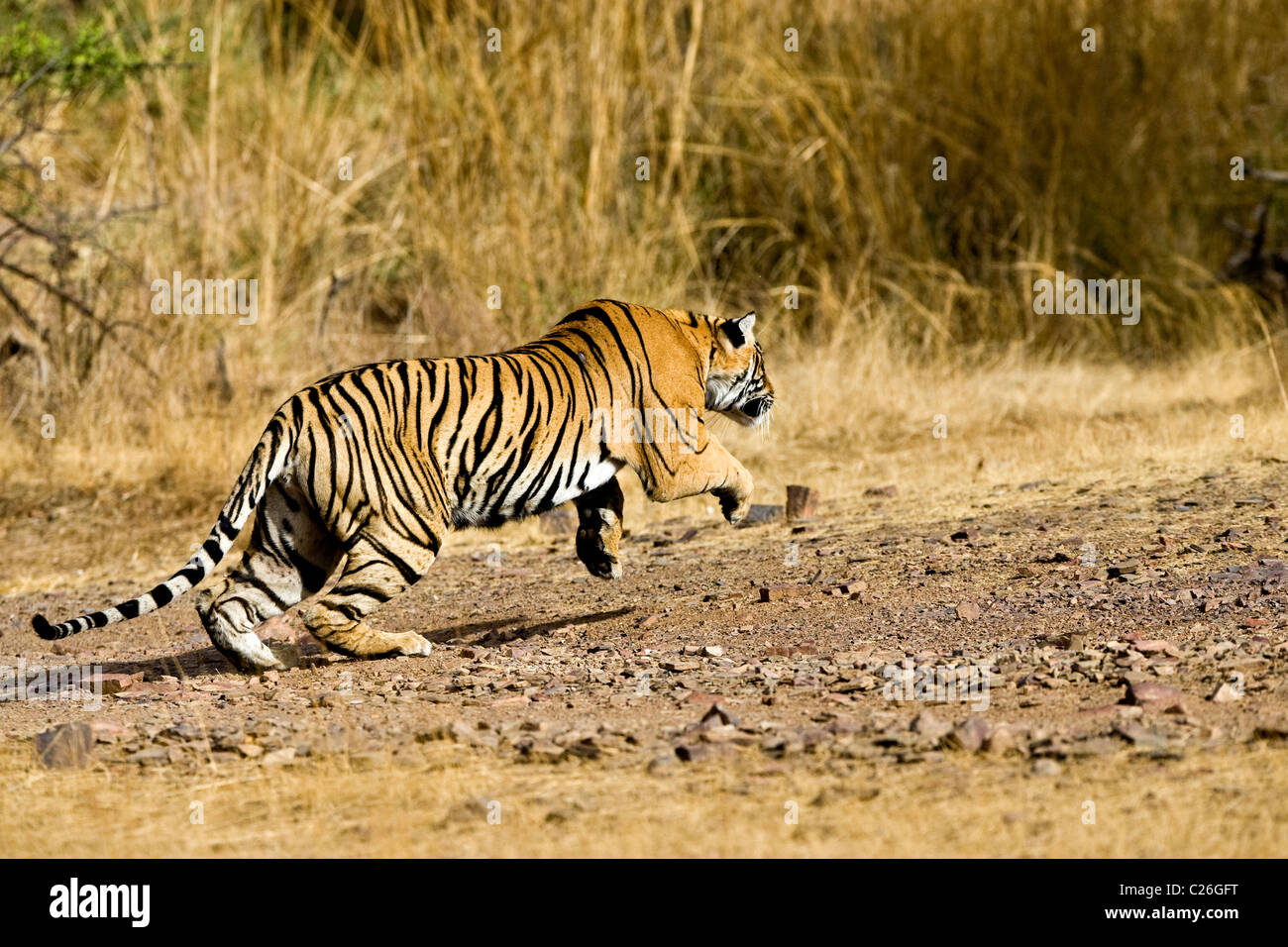 Tiger Charge Stock Photos & Tiger Charge Stock Images - Alamy